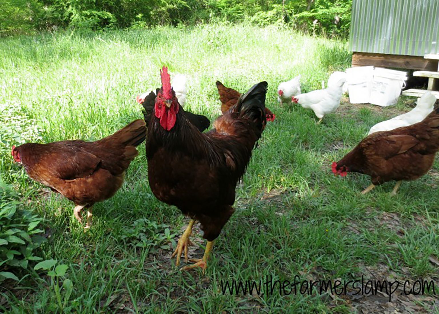 Protecting Chickens From Predators: Can You Predator Proof Your Flock ...